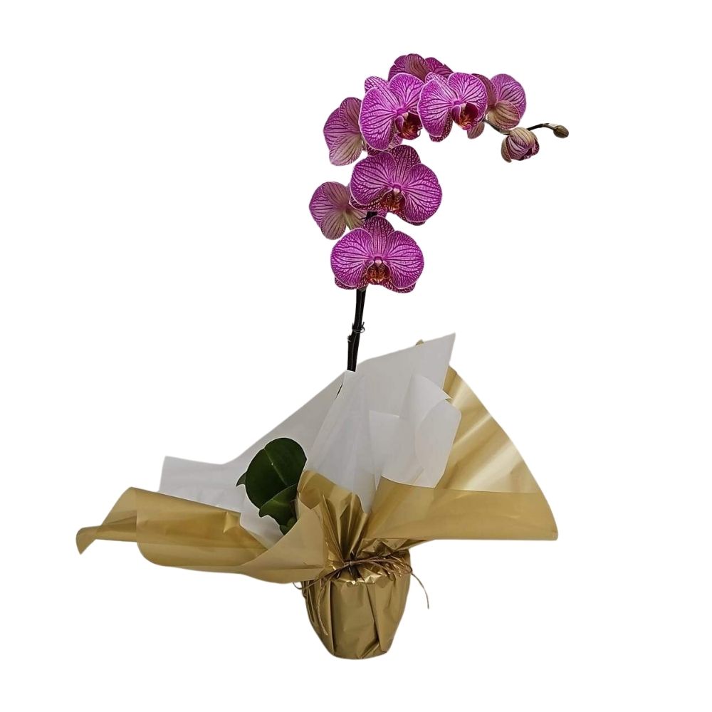 Orquídea Phalaenopsis Pink | Marina Cestas